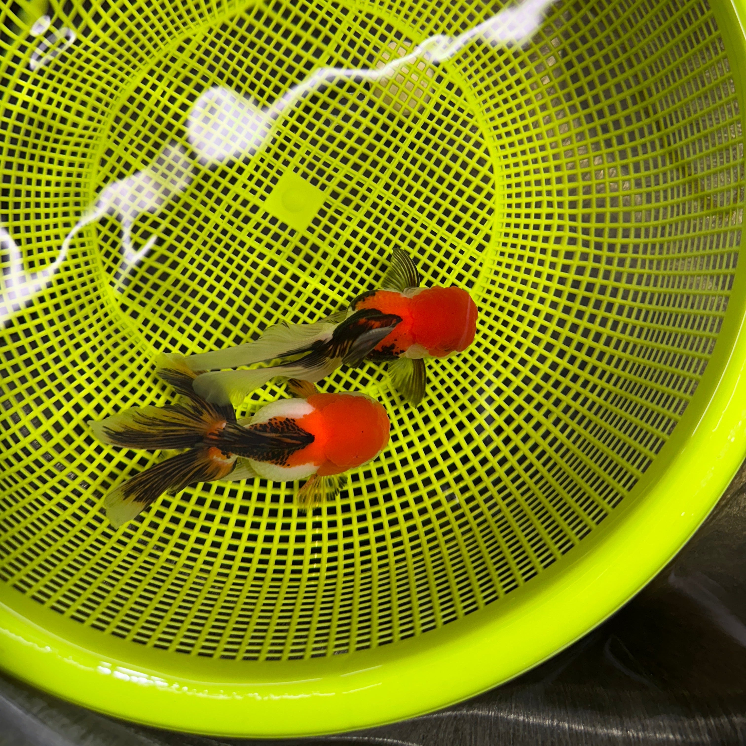 [COUPLE] Tricolor Female & Male Oranda 4-4.5 inches #050225CO_08 – Goldfish Fanatics