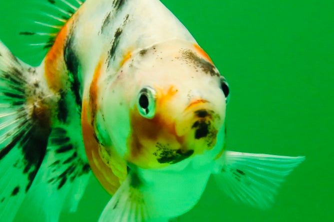 [SINGLE] Marble Ryukin Female 3.5 inches #010325SR_03 – Goldfish Fanatics