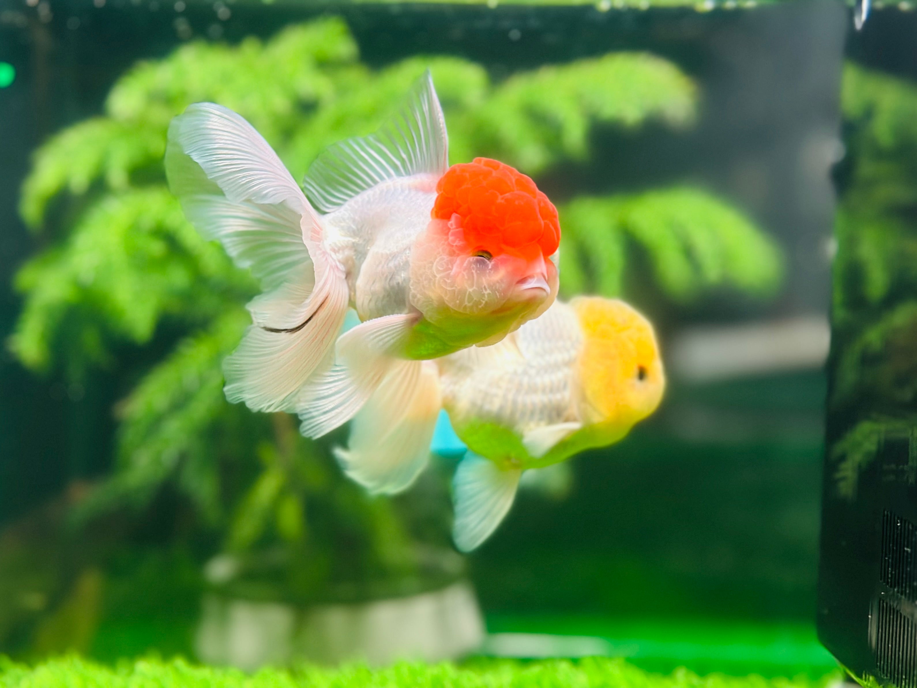 [COUPLE] Lemonhead & Red Cap Oranda size 4-4.5 inches #111524CO_15 ...