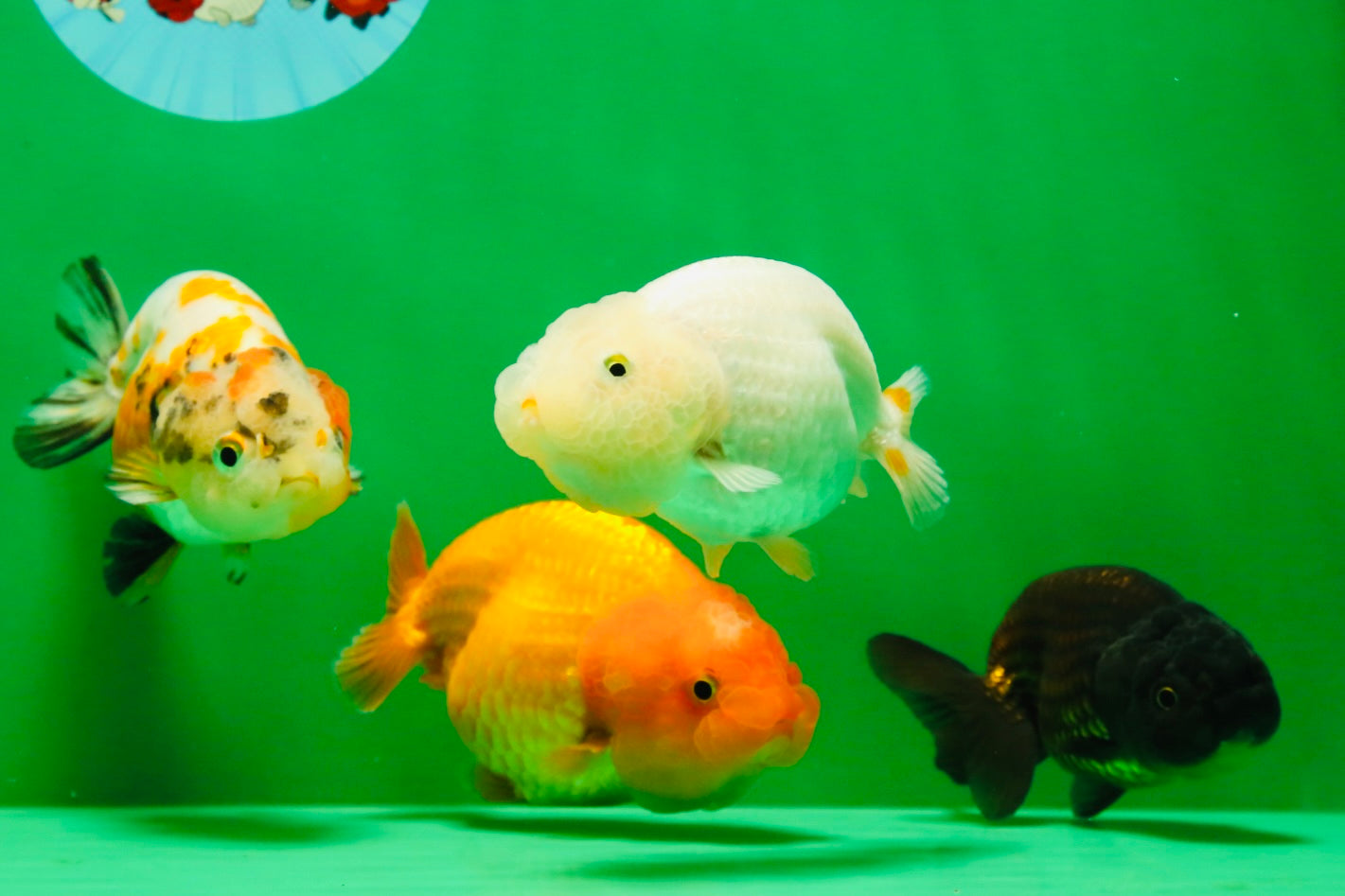 Affordable Quality Goldfish for Sale - Thai Goldfish in USA & Canada ...