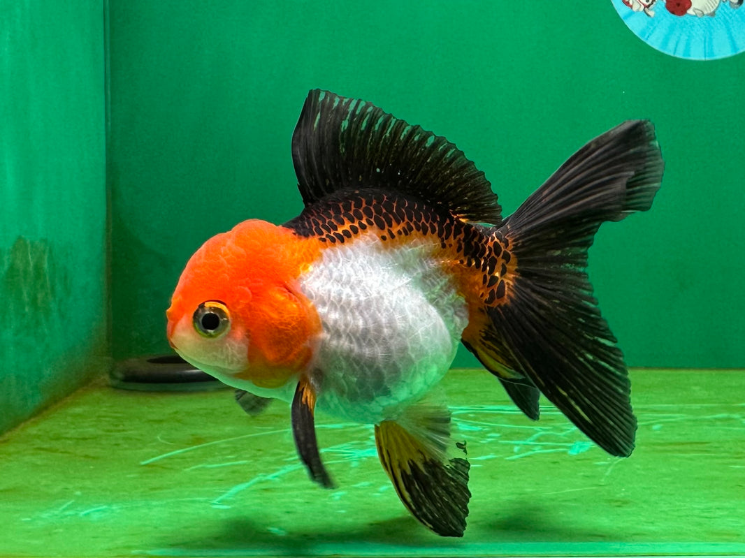 Affordable Quality Goldfish for Sale - Thai Goldfish in USA & Canada ...