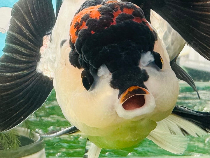 Affordable Quality Goldfish for Sale - Thai Goldfish in USA & Canada – Goldfish Fanatics