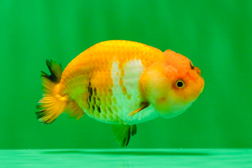 Affordable Quality Goldfish for Sale - Thai Goldfish in USA & Canada ...