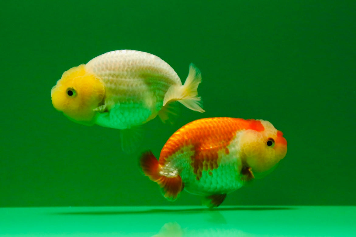 [COUPLE] Red White & Lemonhead Lionchu 3 inches #013125CL_04 – Goldfish ...