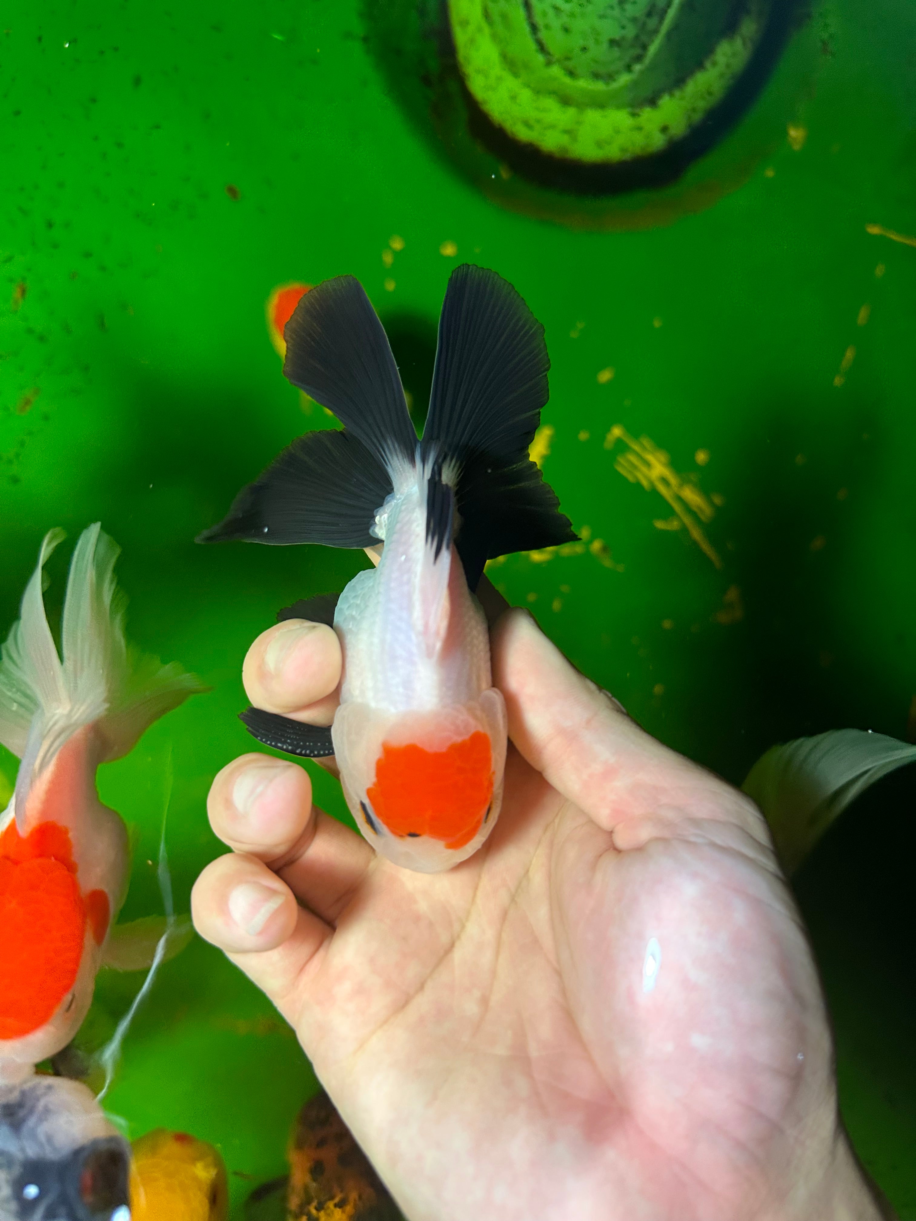 [SINGLE] Tricolor Tancho Button Eyes Oranda Male 4-4.5 inches #110824S ...