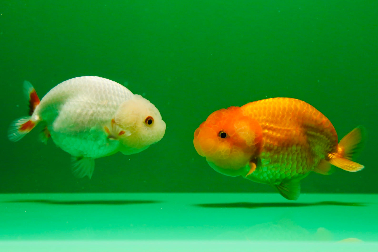 [COUPLE] Lemonhead & Red White Lionchu 3-3.5 inches #021425CL_18 ...