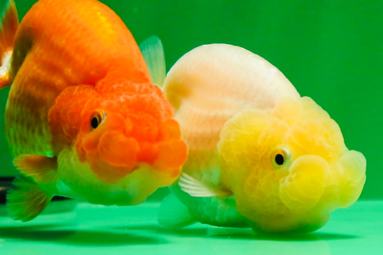 [COUPLE] Red White & Lemonhead Lionchu 3-3.5 inches #020725CL_17 ...
