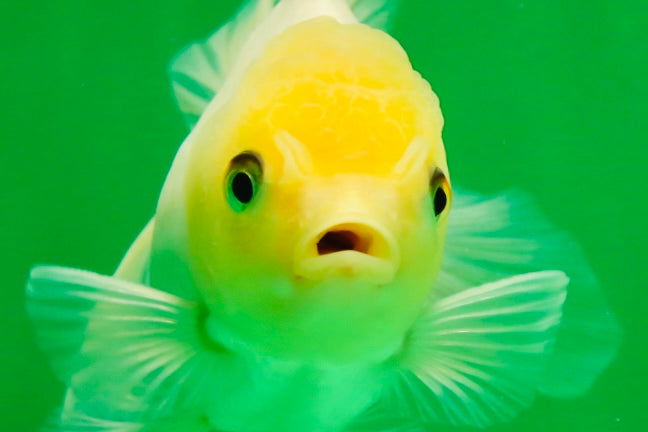 [SINGLE] Lemonhead Oranda Female 4.5 inches #022825SO_18 – Goldfish ...