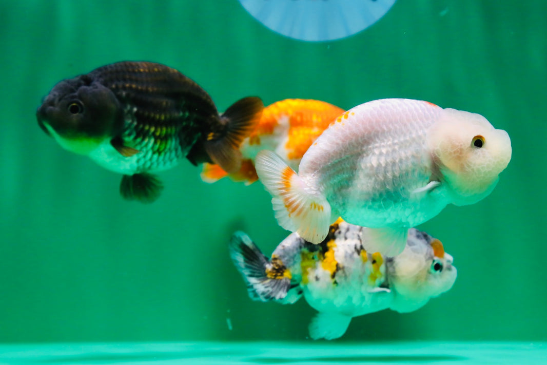 Affordable Quality Goldfish for Sale - Thai Goldfish in USA & Canada ...