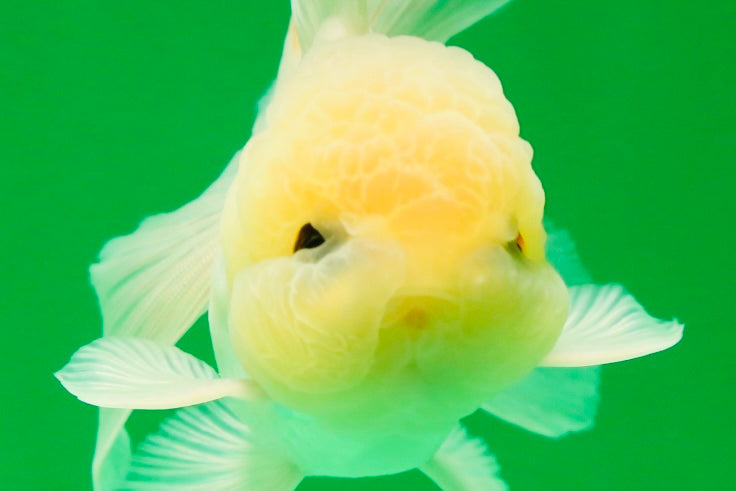 [SINGLE] White Button Eyes Oranda Male 3.5 inches #022125SO_10 ...