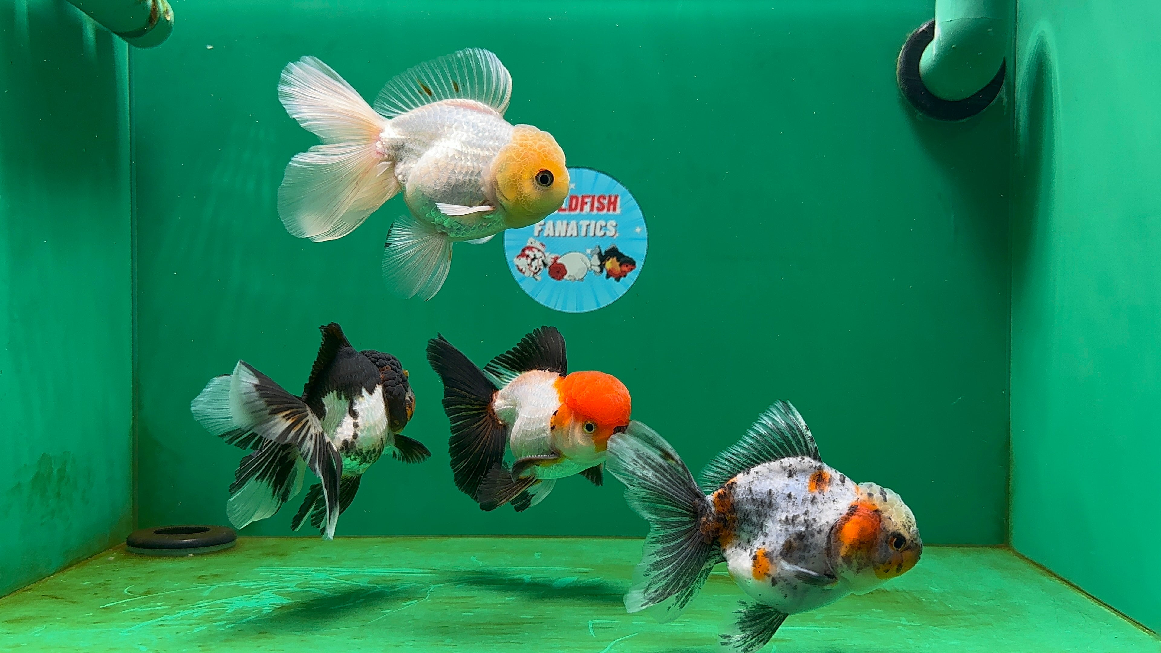 Affordable Quality Goldfish for Sale - Thai Goldfish in USA & Canada ...