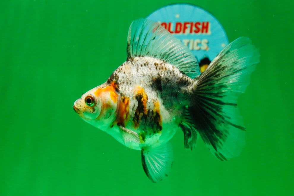 [SINGLE] Calico Ryukin Broadtail 4-4.5 inches #022125SR_01 – Goldfish ...