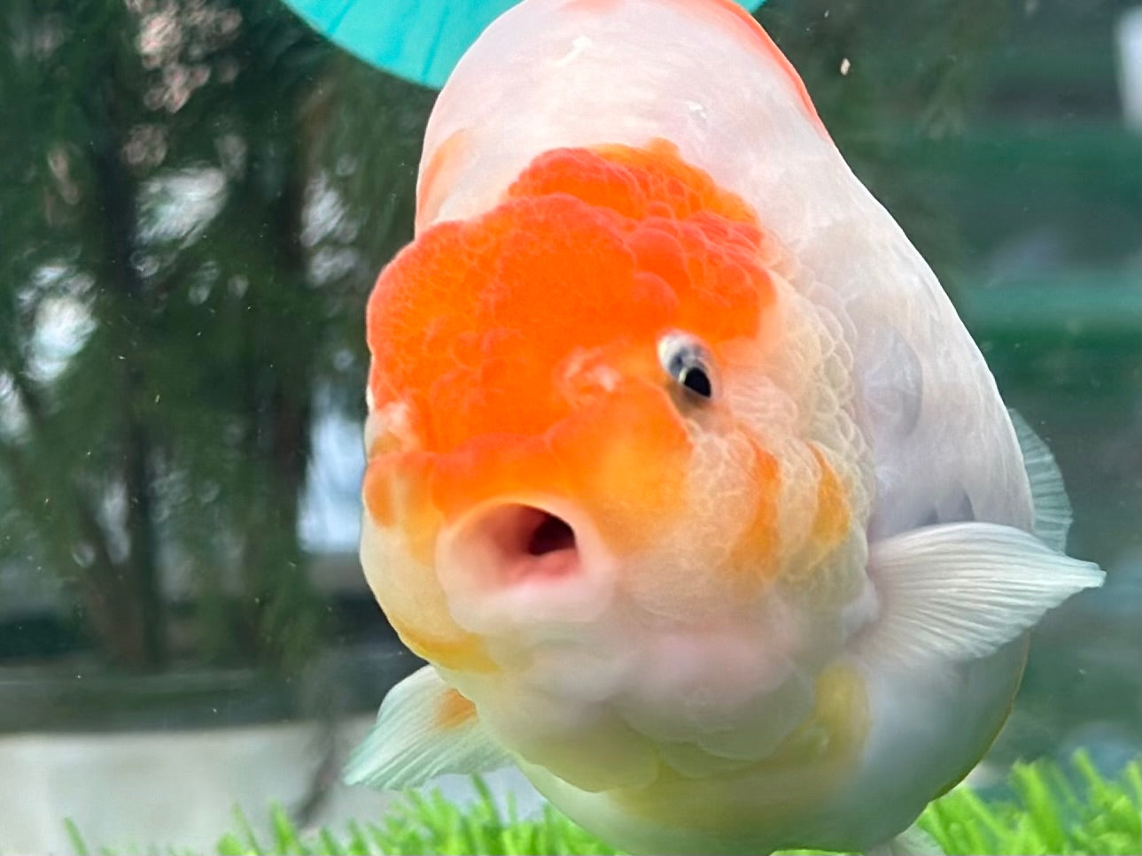 [SINGLE] Kohaku Lionchu 4-4.5 inches #111524SL_26 – Goldfish Fanatics