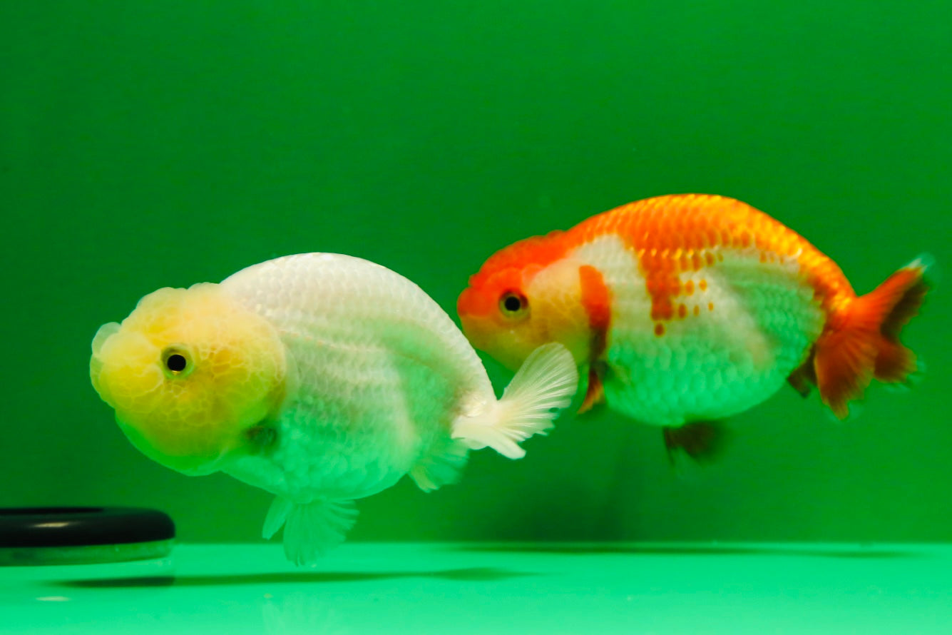 [COUPLE] Lemonhead & Red White Lionchu 3-3.5 inches #021425CL_16 ...
