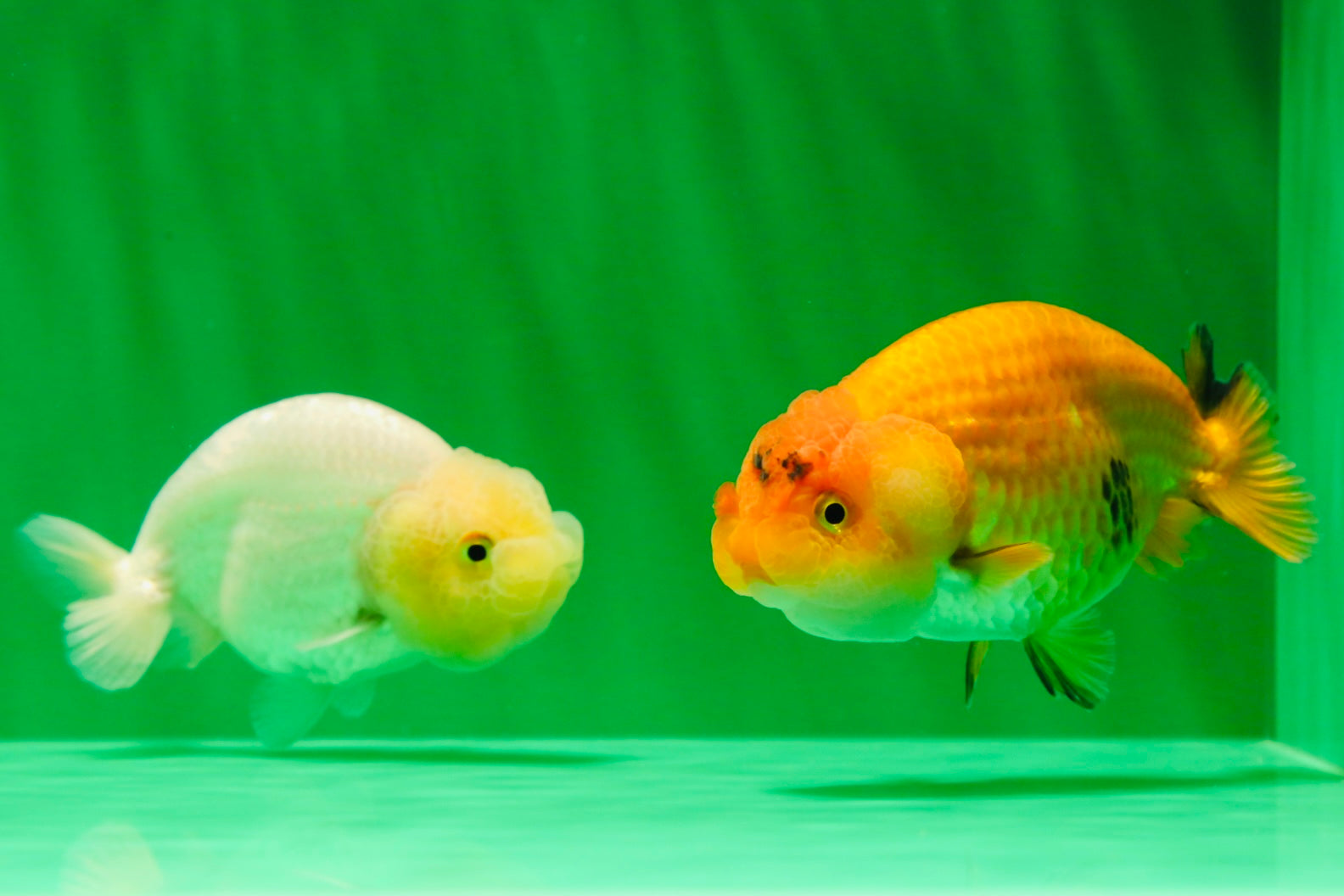 Affordable Quality Goldfish for Sale - Thai Goldfish in USA & Canada ...