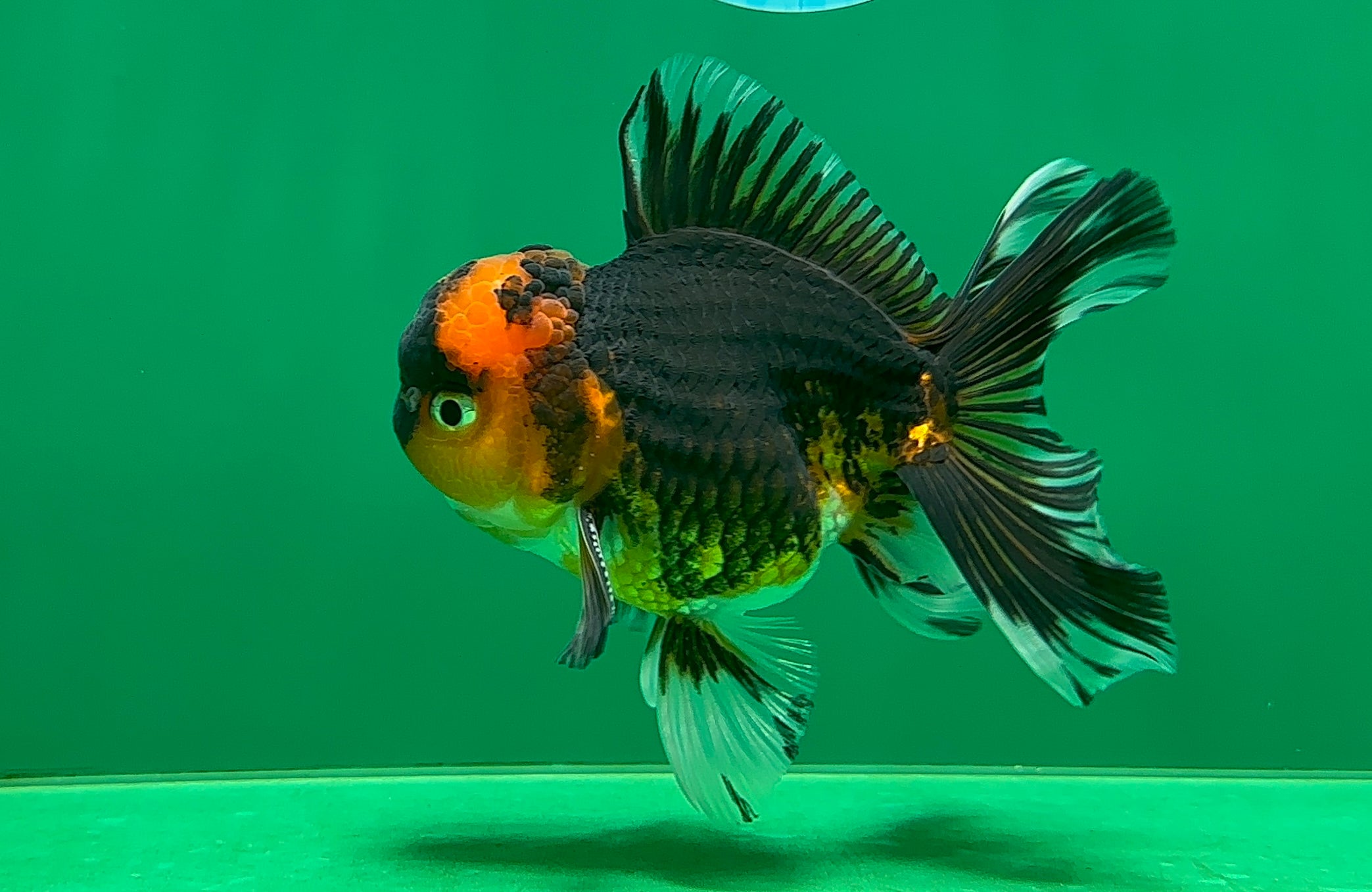 Affordable Quality Goldfish for Sale - Thai Goldfish in USA & Canada ...