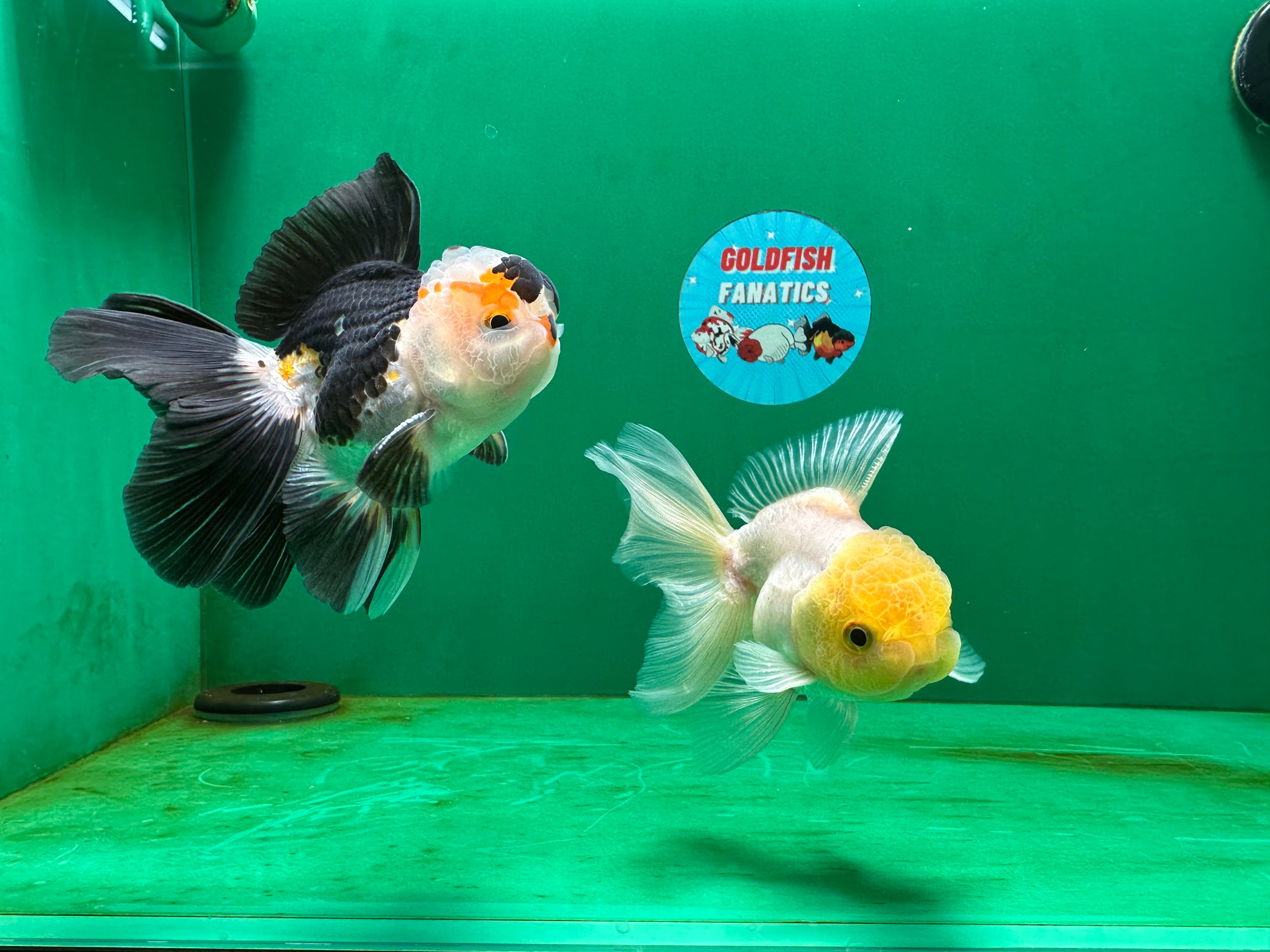 Affordable Quality Goldfish for Sale - Thai Goldfish in USA & Canada ...