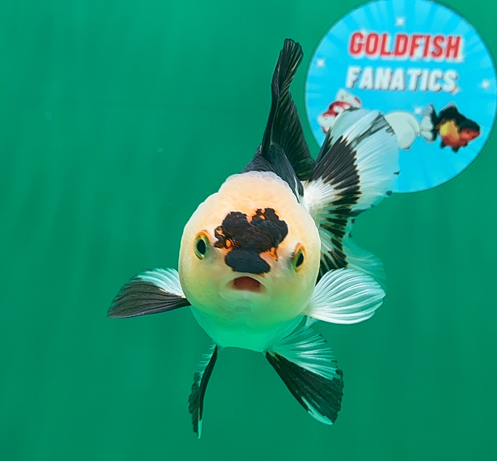 [SINGLE] Tricolor Oranda Female 5 inches #062025SO_10 – Goldfish Fanatics