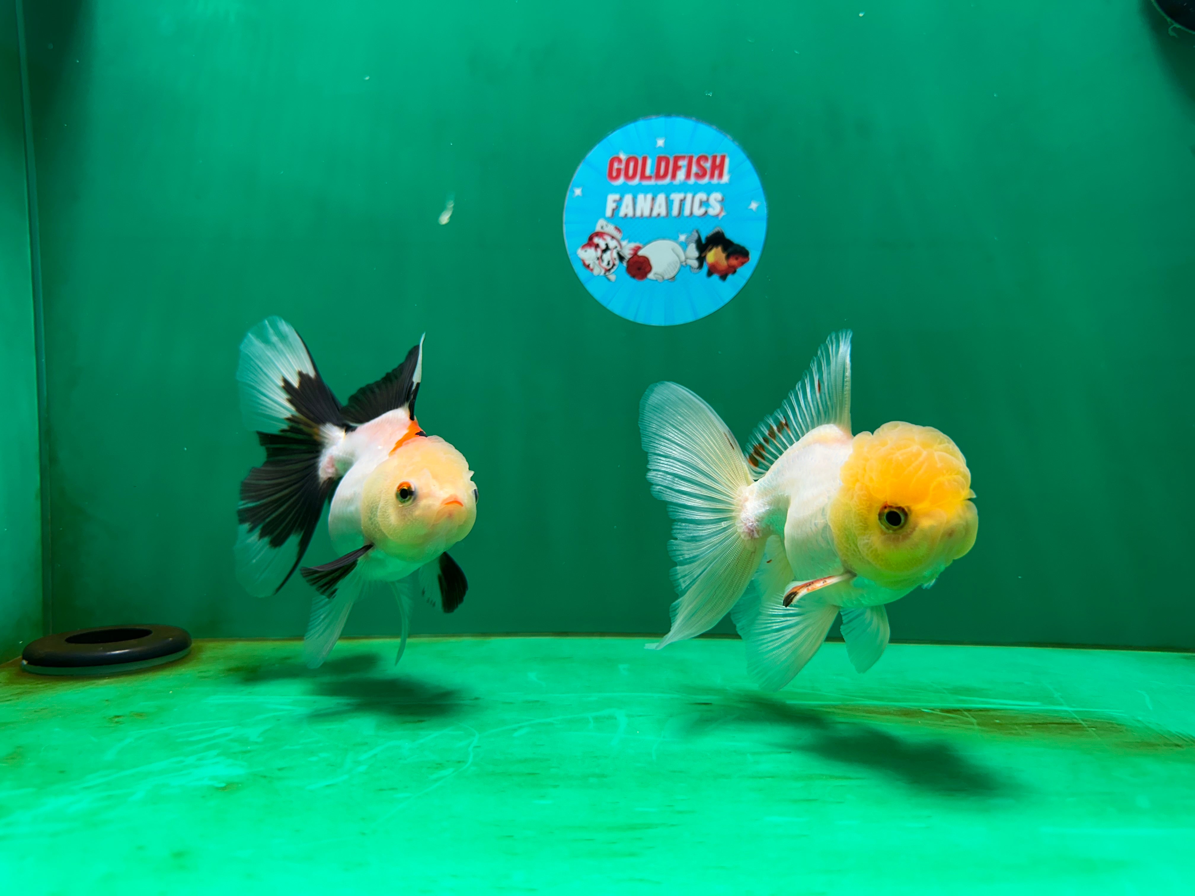 Affordable Quality Goldfish for Sale - Thai Goldfish in USA & Canada ...