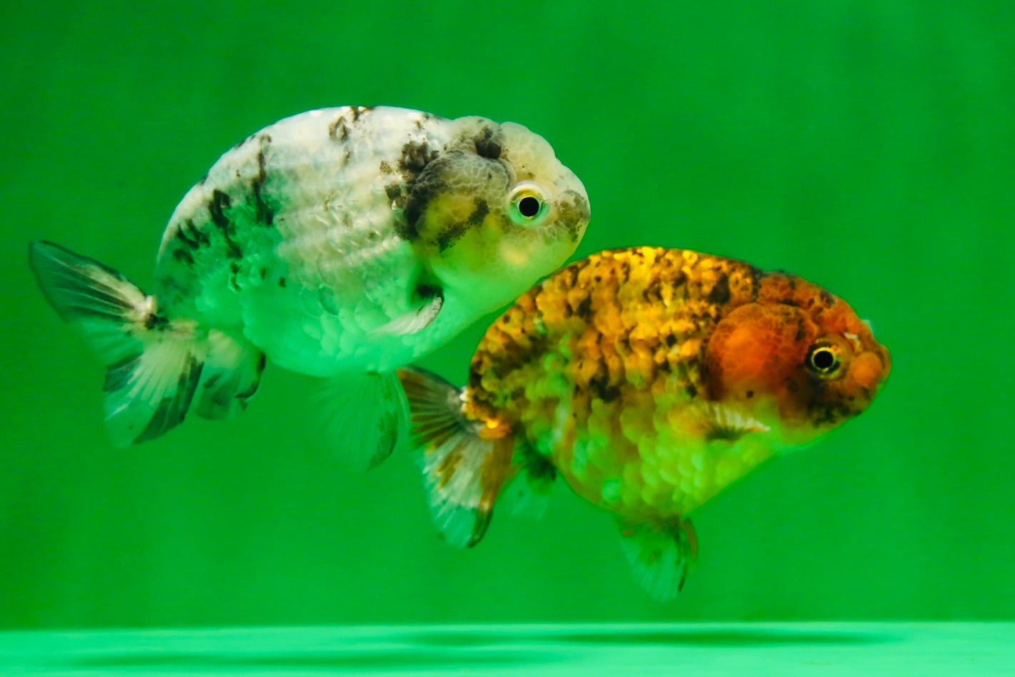 Affordable Quality Goldfish for Sale - Thai Goldfish in USA & Canada ...