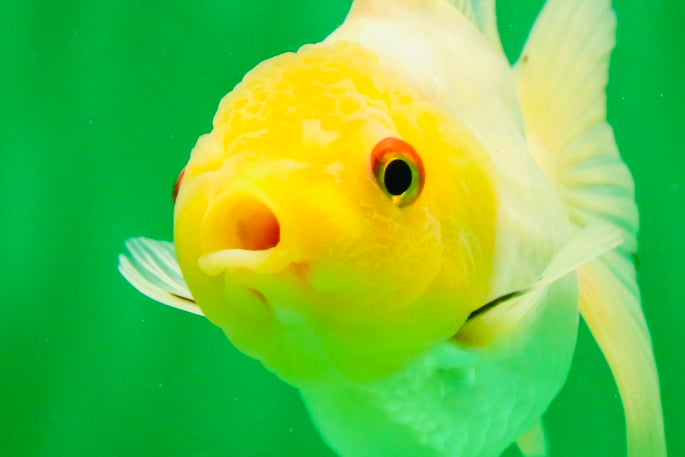[SINGLE] Chunky Lemonhead Oranda Female 4.5 inches #021425SO_02 ...