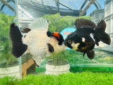 Affordable Quality Goldfish for Sale - Thai Goldfish in USA & Canada ...