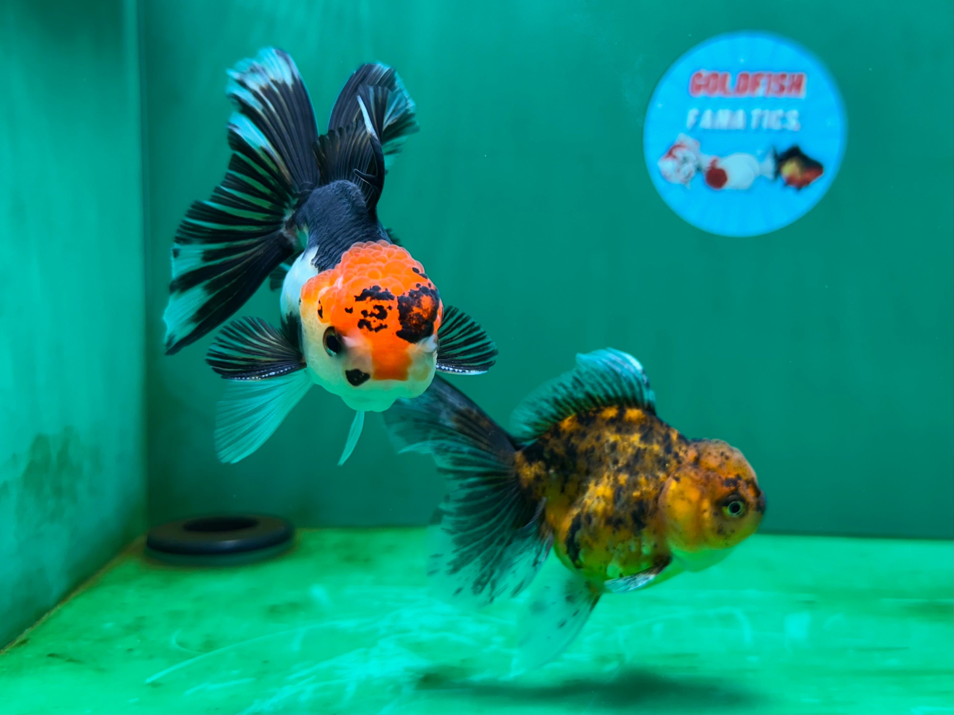 Affordable Quality Goldfish for Sale - Thai Goldfish in USA & Canada ...