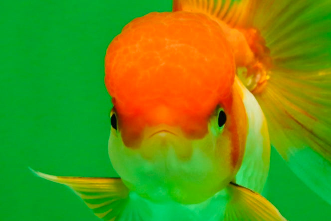 [SINGLE] Orange White Cap Oranda Female 3.5-4 inches #032125OR_08 ...