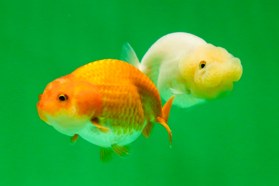 [COUPLE] Lemonhead & Red Lionchu 3-3.5 inches #022125CL_18 – Goldfish ...