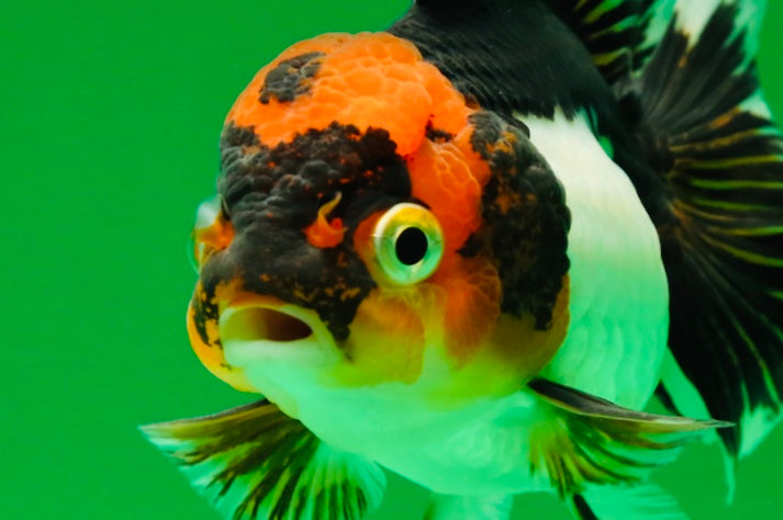 [SINGLE] Tricolor Oranda Female 4 inches #013125SO_14 – Goldfish Fanatics
