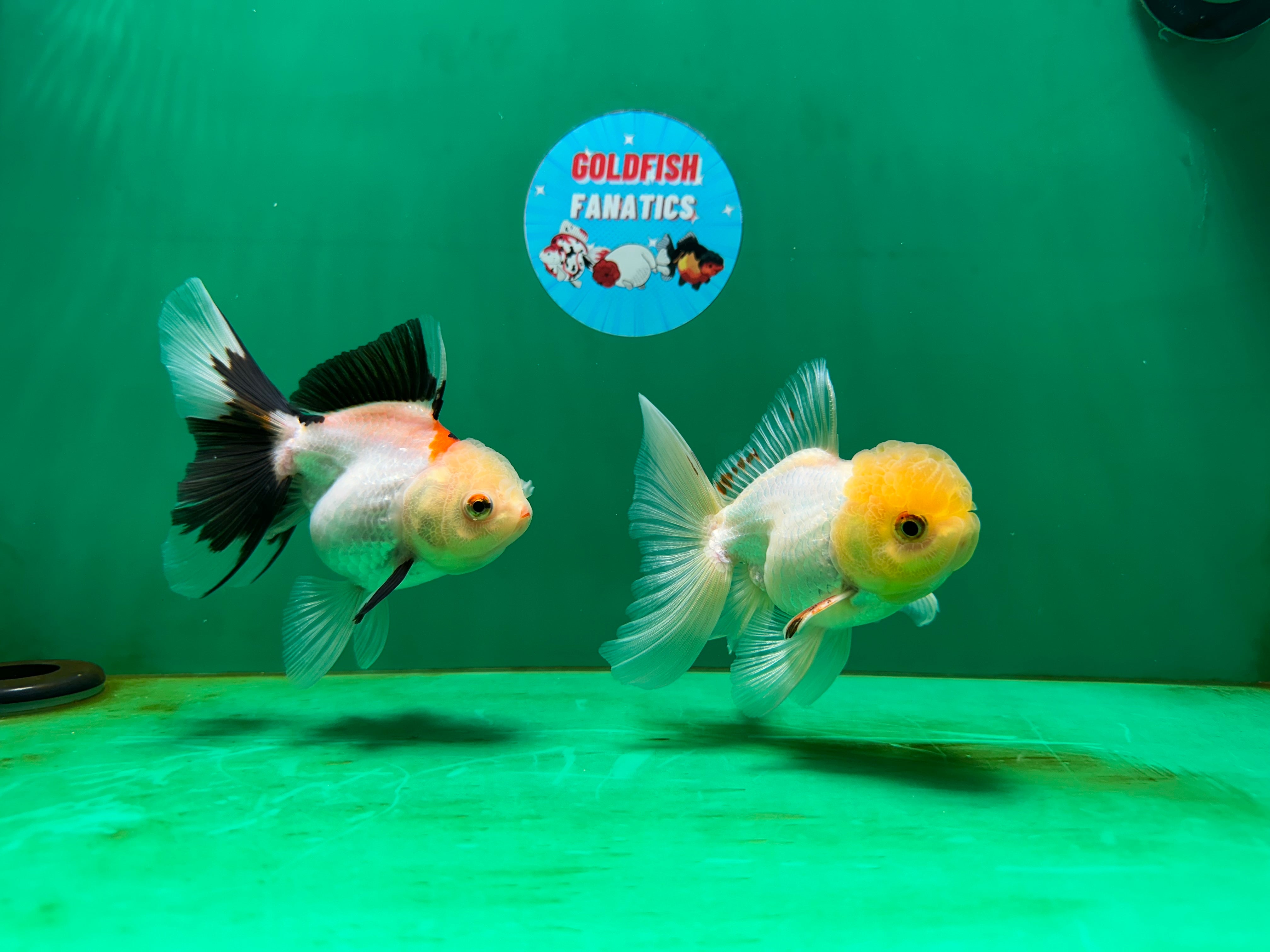 Affordable Quality Goldfish for Sale - Thai Goldfish in USA & Canada ...