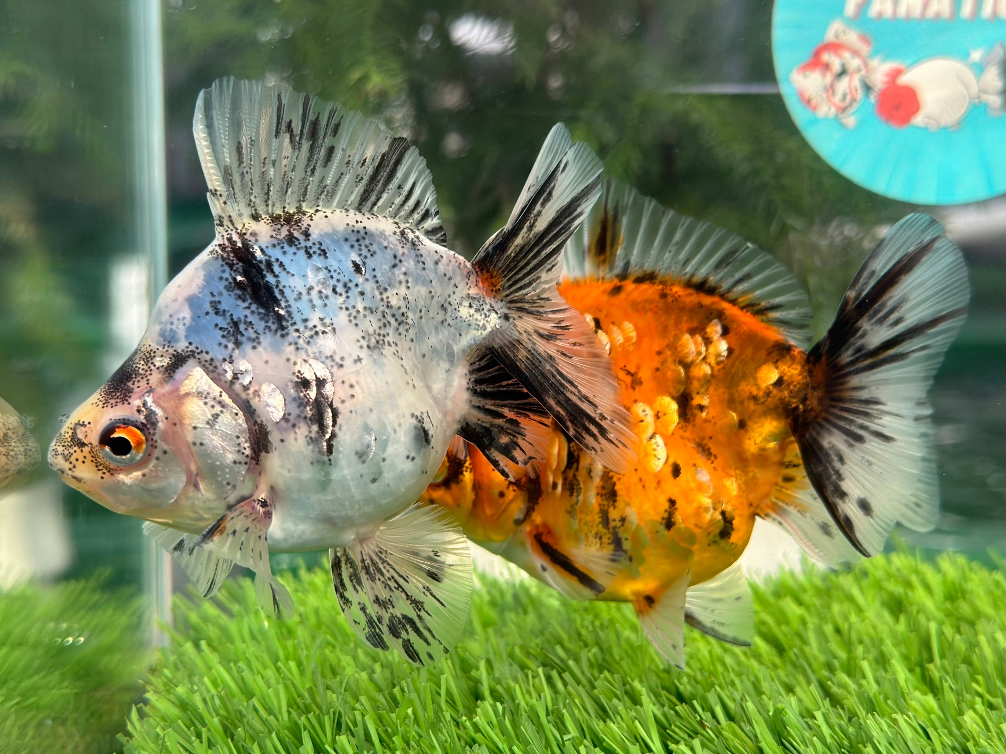Affordable Quality Goldfish for Sale - Thai Goldfish in USA & Canada – Goldfish Fanatics