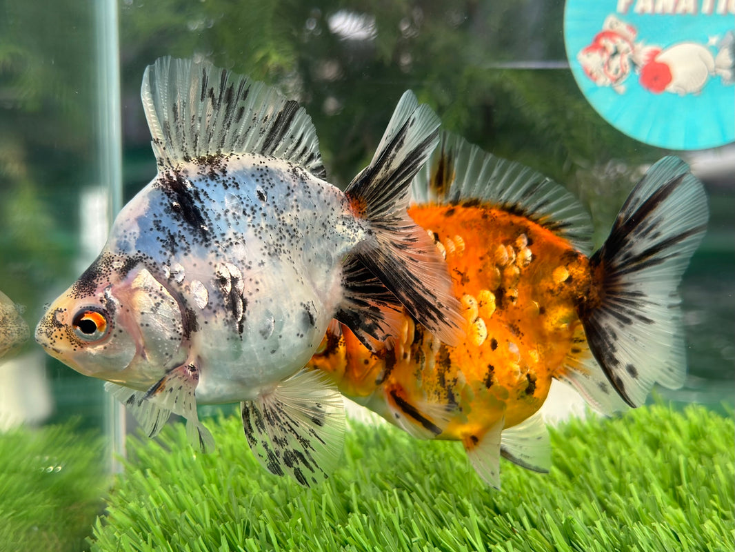 Affordable Quality Goldfish for Sale - Thai Goldfish in USA & Canada ...