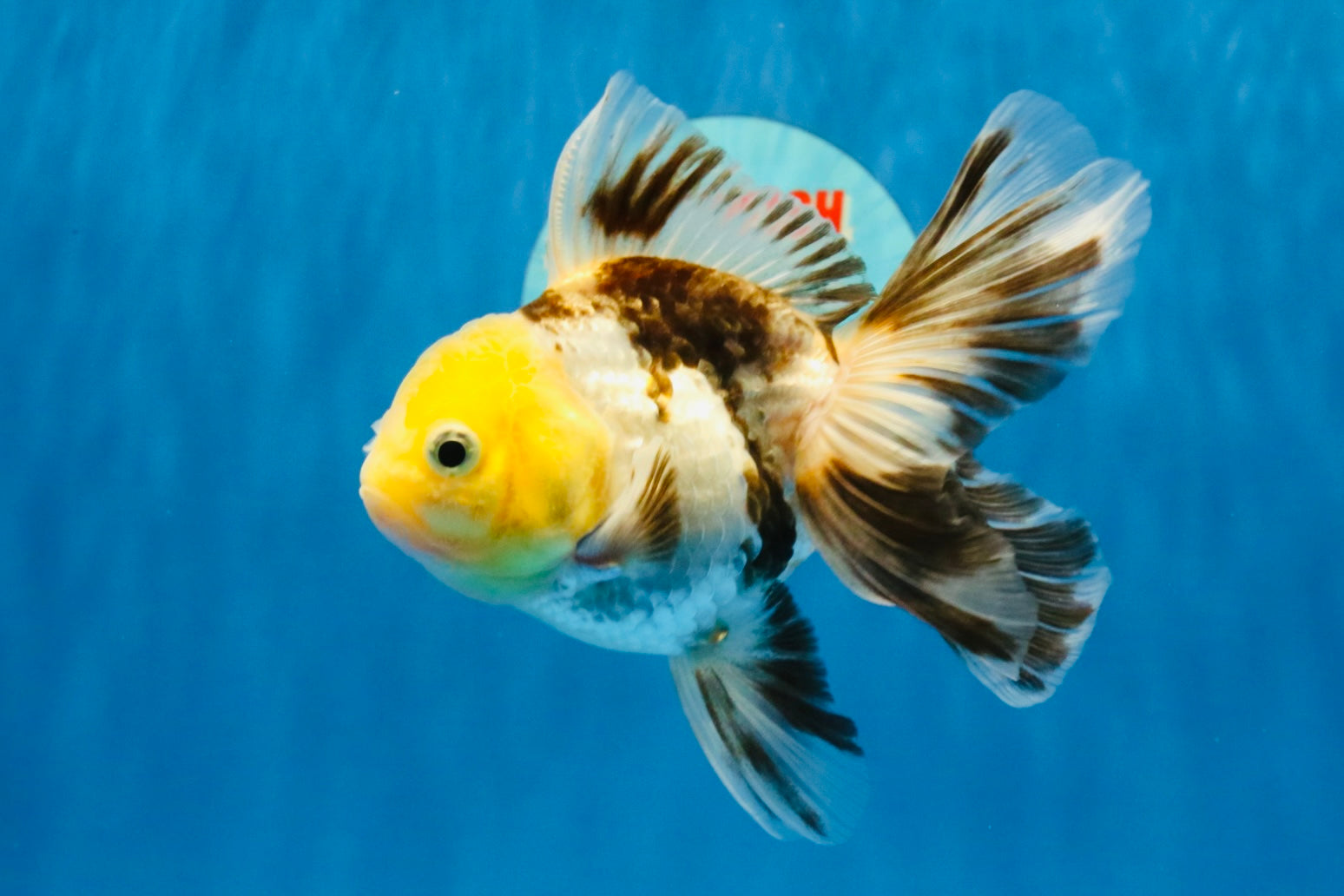 Affordable Quality Goldfish for Sale - Thai Goldfish in USA & Canada ...