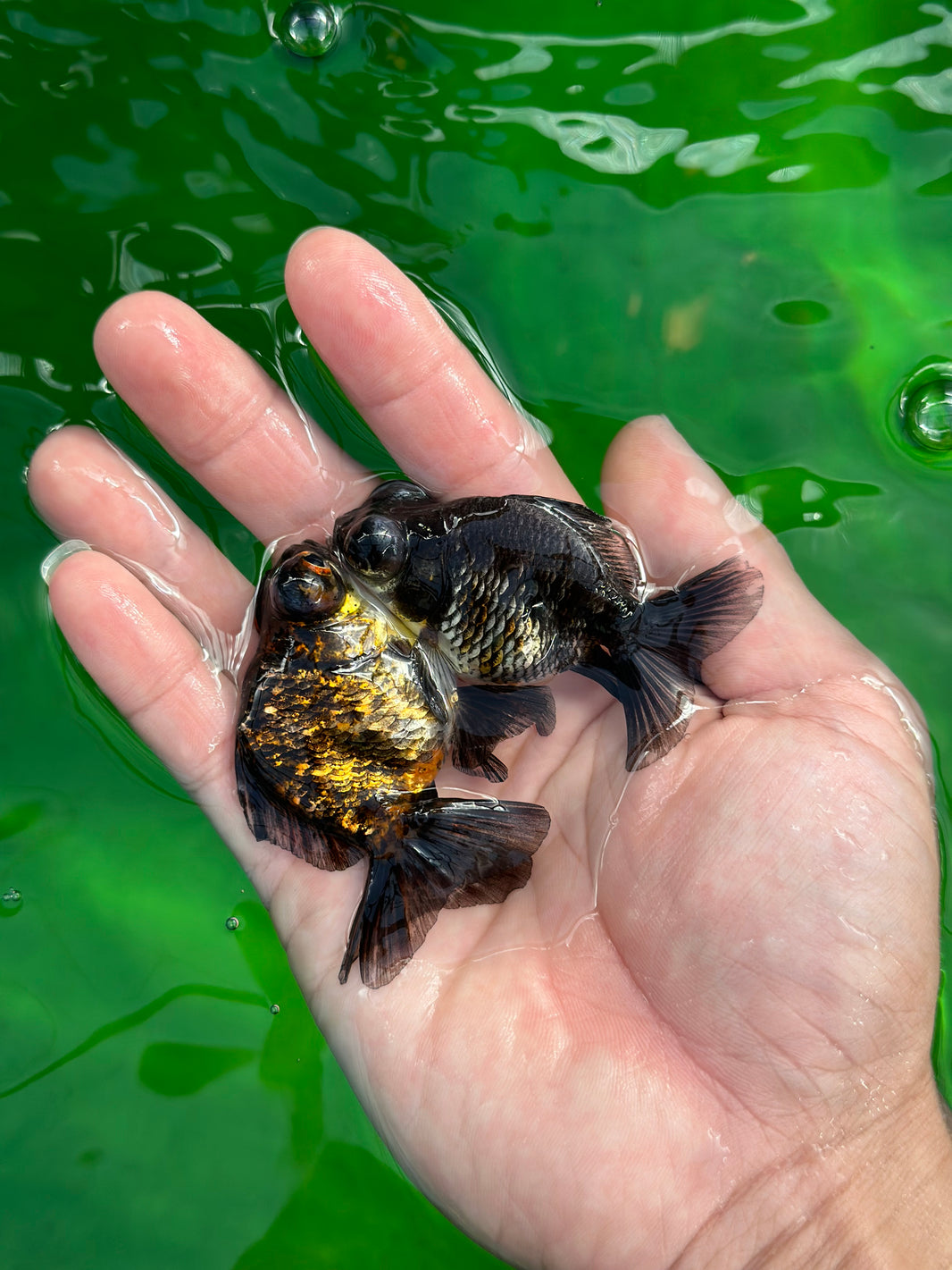 Affordable Quality Goldfish for Sale - Thai Goldfish in USA & Canada ...