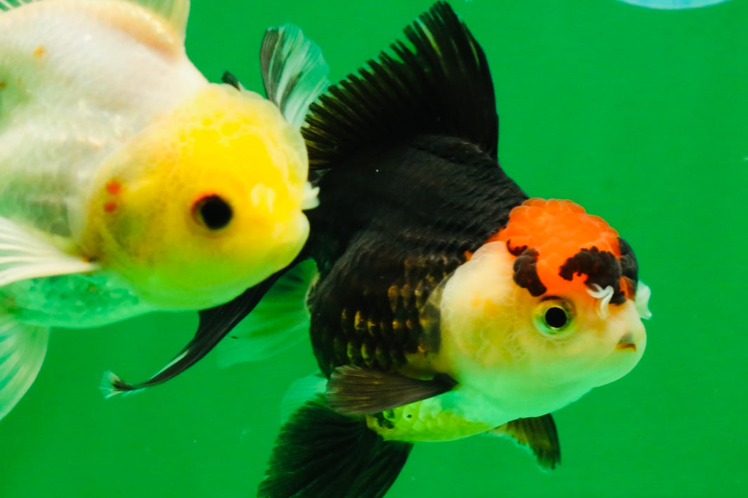 [COUPLE] Lemonhead Male & Tricolor Female 4.5-5 inches #091925CO_04 ...