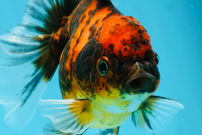 [SINGLE] Tiger Oranda Female 4.5 inches #121324SO_01 – Goldfish Fanatics