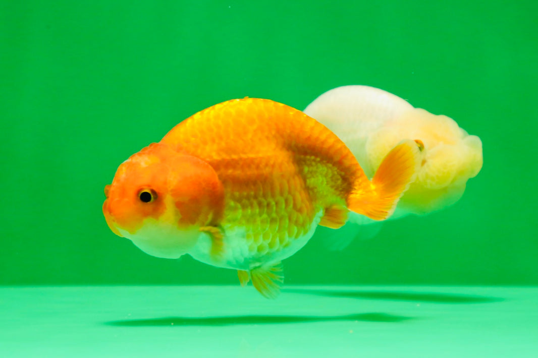 Affordable Quality Goldfish for Sale - Thai Goldfish in USA & Canada ...