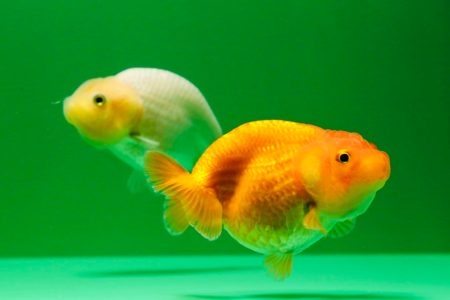 [COUPLE] Super Cute Orange & Lemonhead Lionchu 3-3.5 inches #020725CL ...
