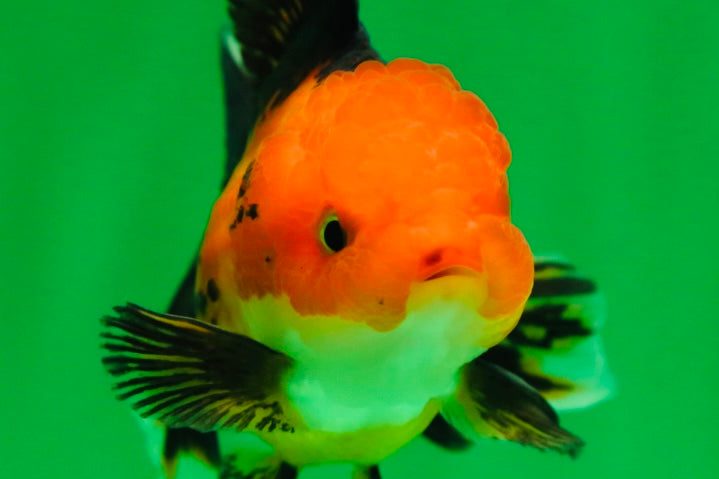 [SINGLE] Apache Oranda Female 4 inches #081525SO_09 – Goldfish Fanatics
