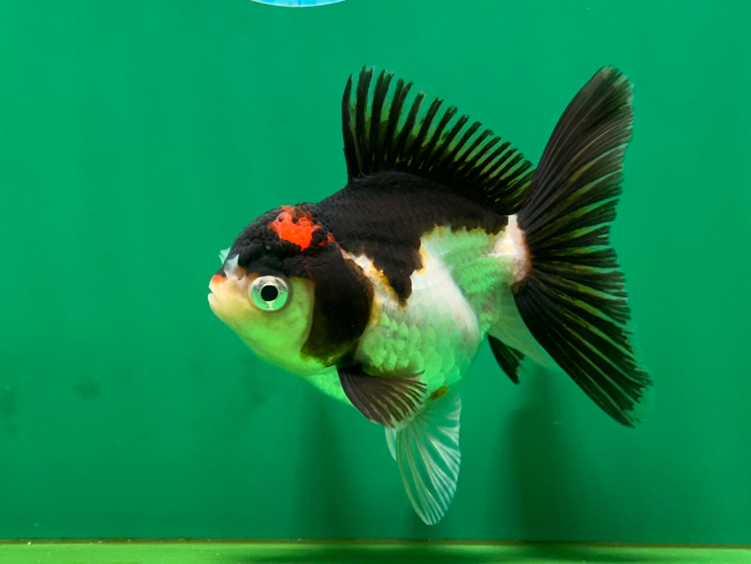 Affordable Quality Goldfish for Sale - Thai Goldfish in USA & Canada ...