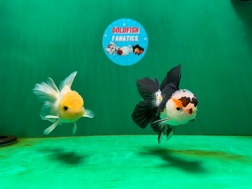 Affordable Quality Goldfish for Sale - Thai Goldfish in USA & Canada ...