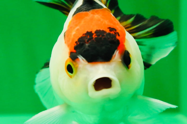 [SINGLE] Tricolor Oranda Female 4 inches #021425SO_03 – Goldfish Fanatics