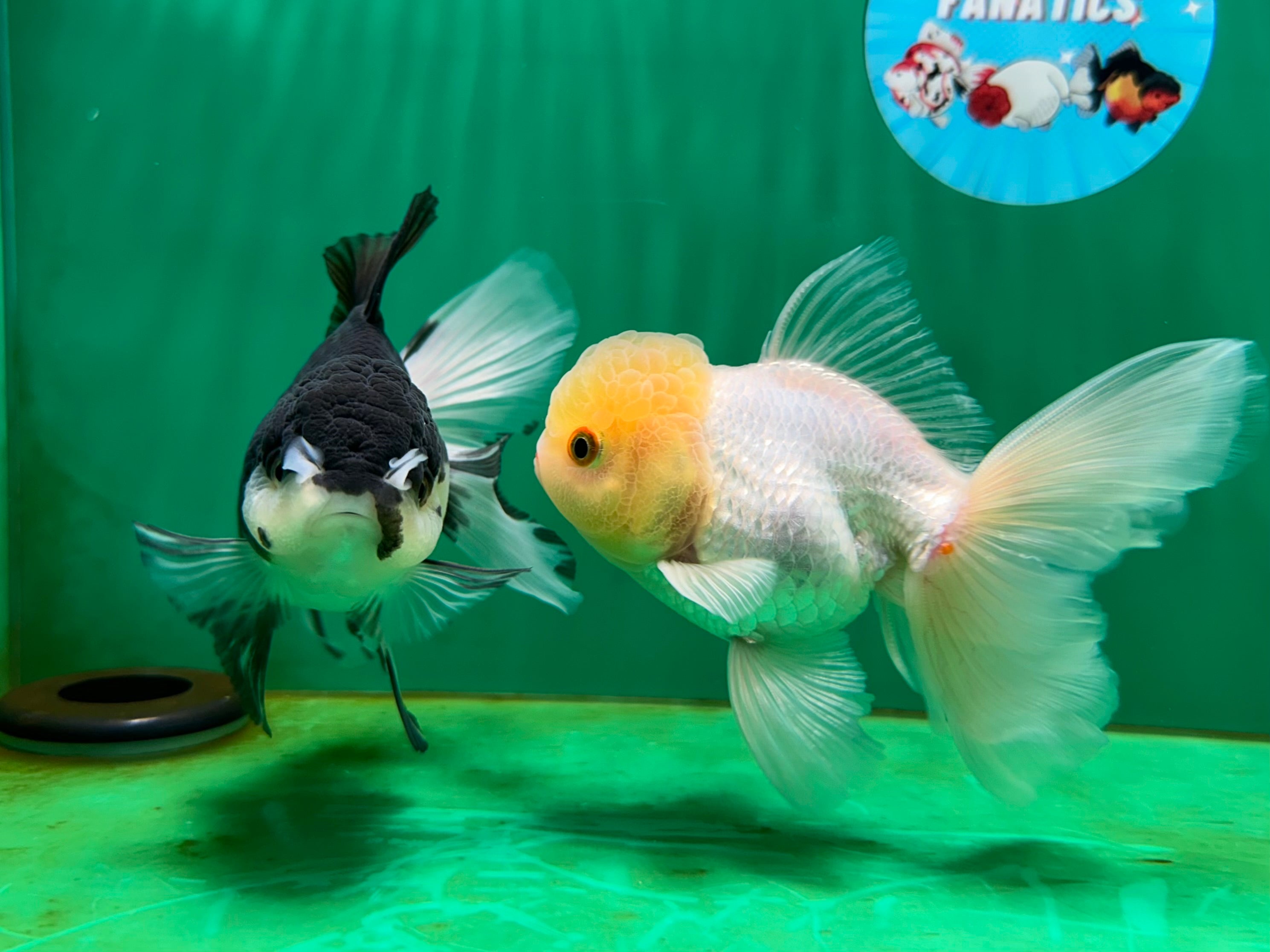 Affordable Quality Goldfish for Sale - Thai Goldfish in USA & Canada ...