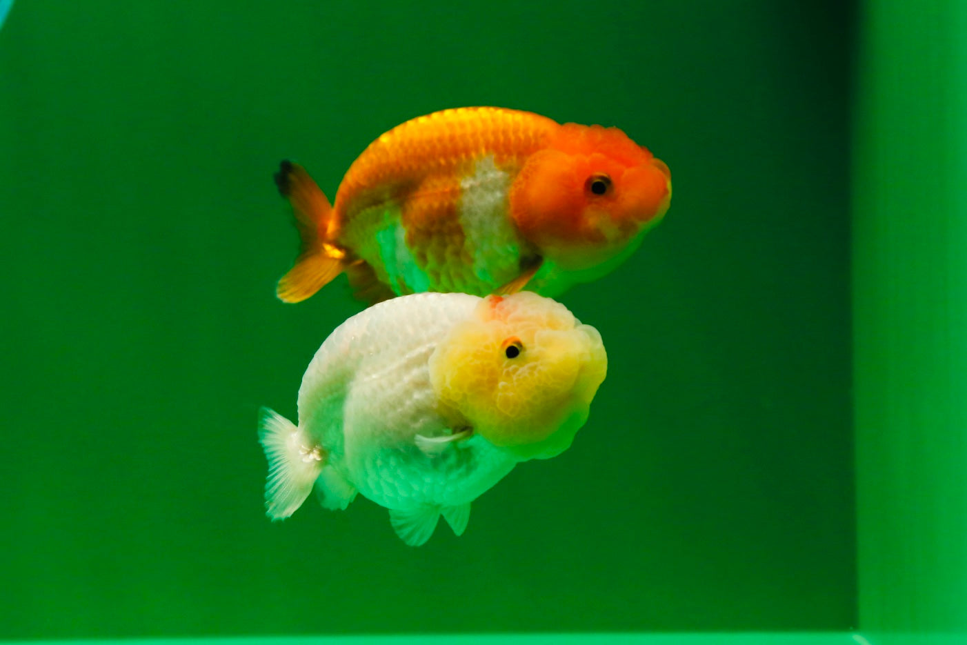 [COUPLE] Red White & Lemonhead Lionchu 3 inches #013125CL_05 – Goldfish ...