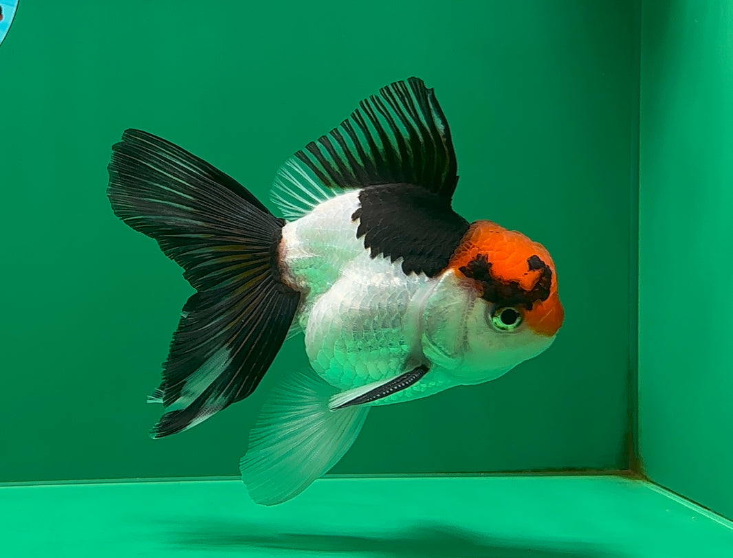 Affordable Quality Goldfish for Sale - Thai Goldfish in USA & Canada ...