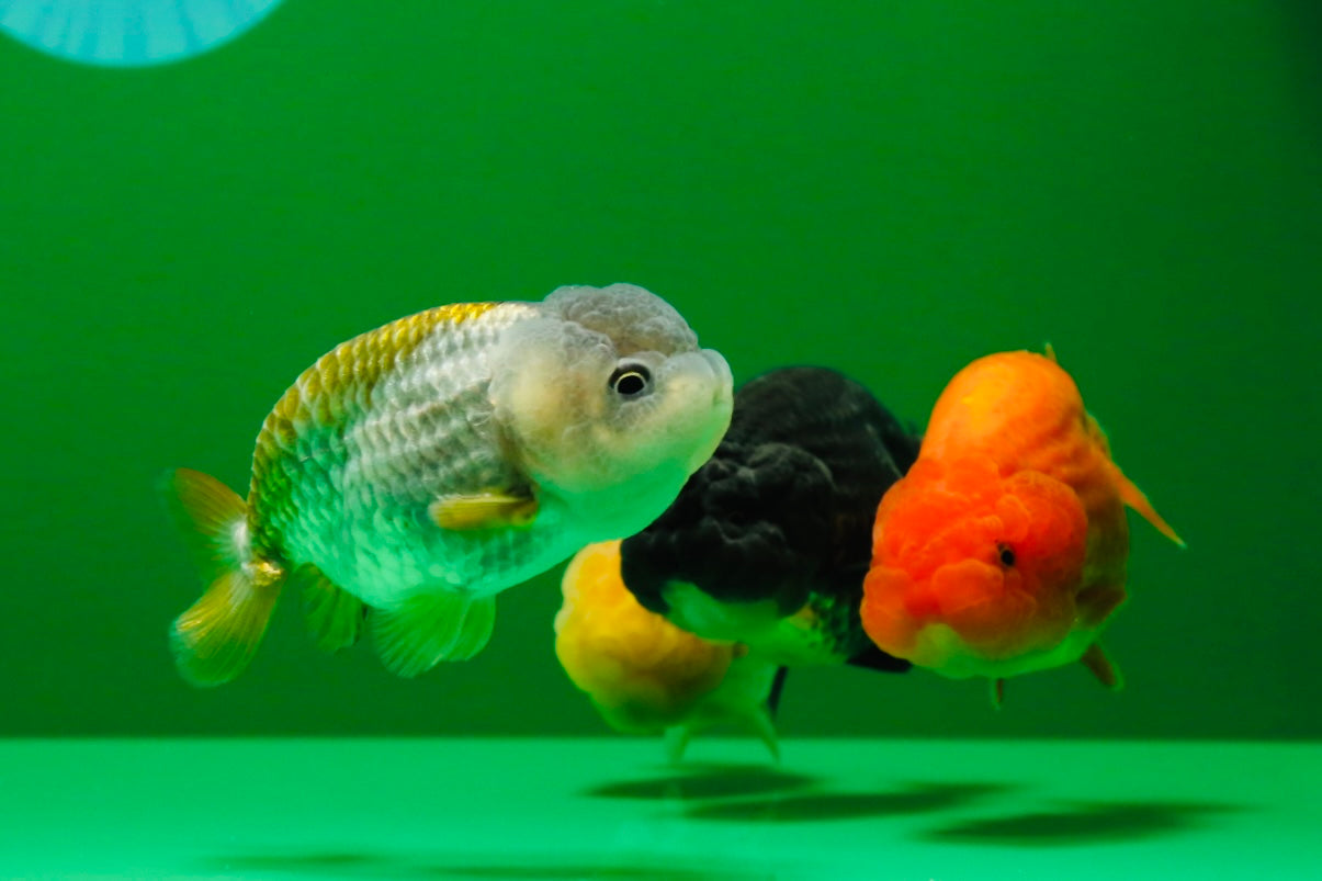 [SQUAD] Red White & Lemonhead & Black & Lavender Lionchu 3-3.5 inches ...