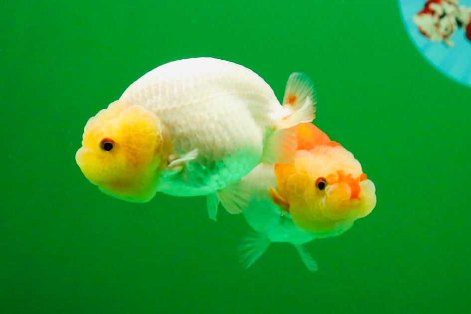 [COUPLE] Red White & Lemonhead Lionchu 3 inches #013125CL_01 – Goldfish ...