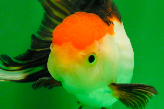 [SINGLE] Tricolor Female Oranda 4.5 inches #080125SO_01 – Goldfish Fanatics