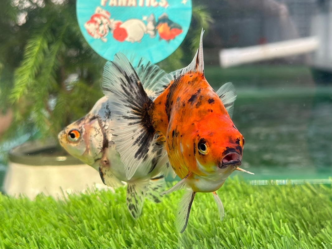 Affordable Quality Goldfish for Sale - Thai Goldfish in USA & Canada ...